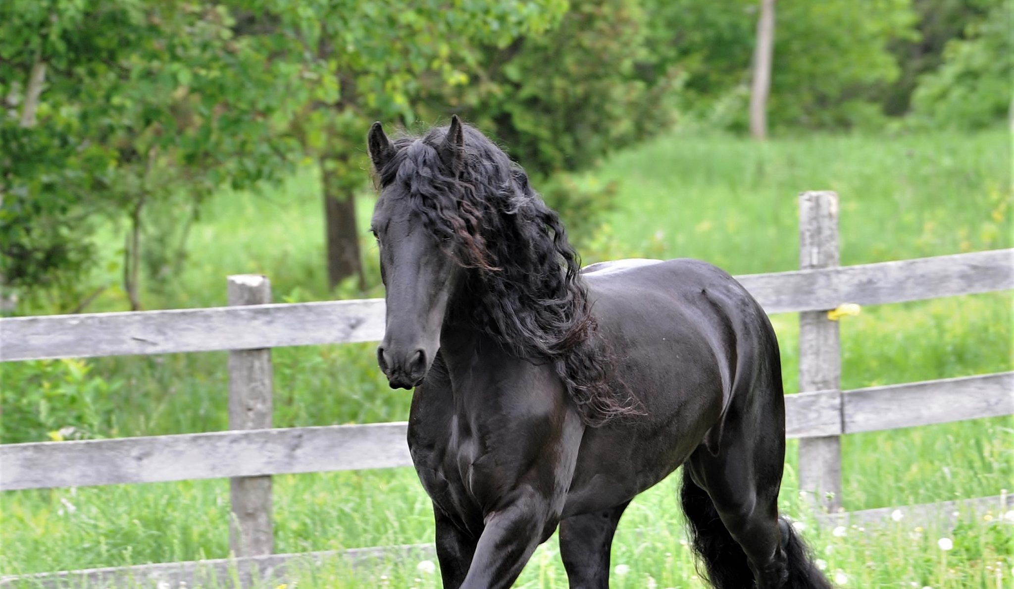 Okke - Royal Dutch Friesians